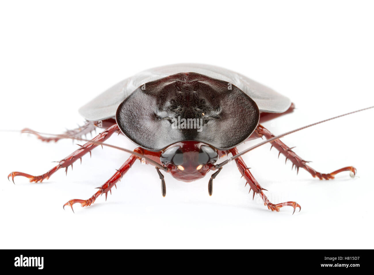 Wood Cockroach (Megaloblatta blaberoides), Barbilla National Park ...