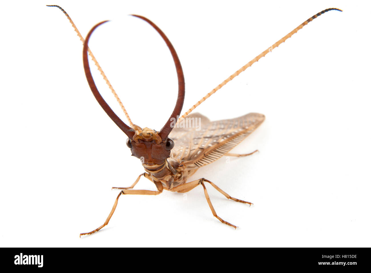 Dobsonfly (Corydalidae) showing large mandibles, Barbilla National Park ...