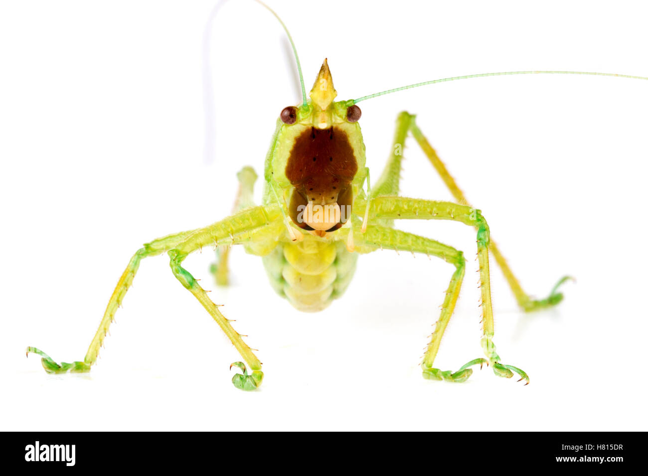 Brown-faced Spear Bearer (Copiphora hastata) displaying, Barbilla ...