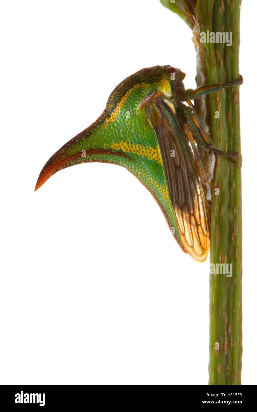 Treehopper (Umbonia crassicornis) mimicking thorn, La Selva Biological ...