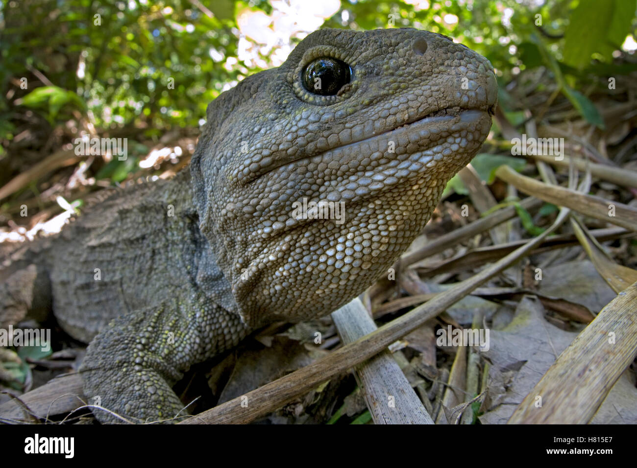 Tuatara (Sphenodon punctatus), Wellington, New Zealand Stock Photo - Alamy