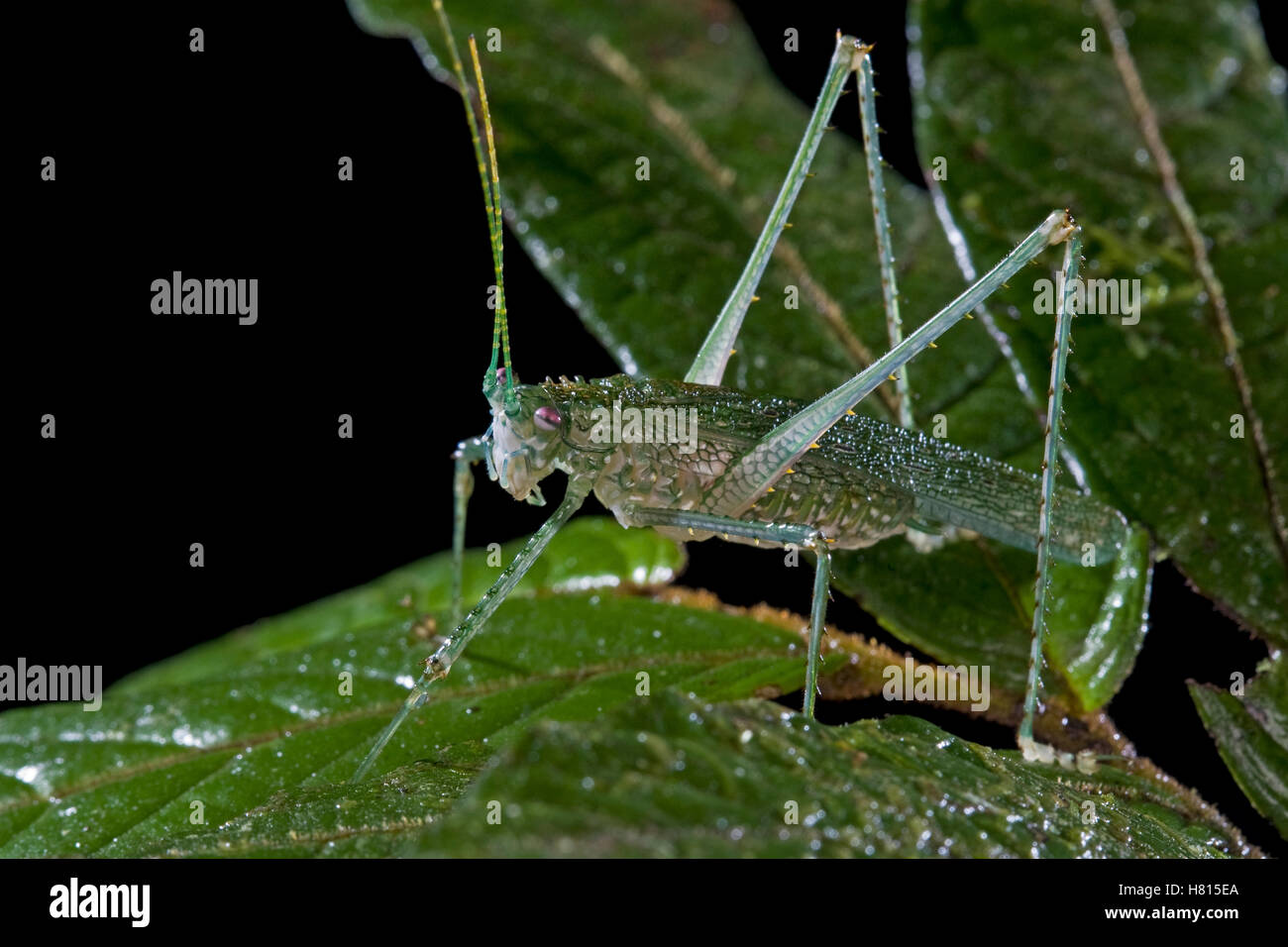 Katydid (Phrictaetypus sp), Muller Range, Papua New Guinea Stock Photo ...