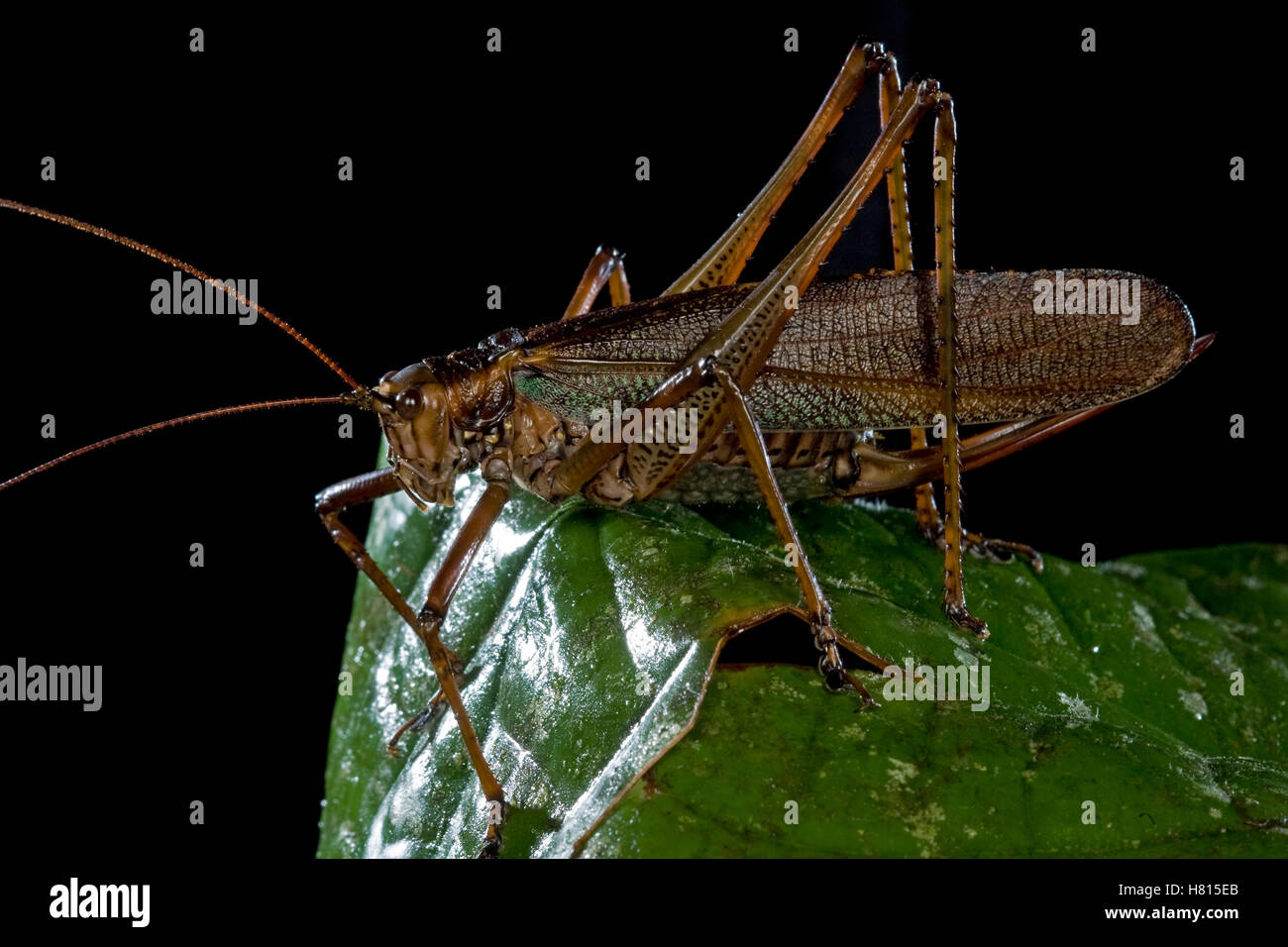 Katydid (Mossula sp), newly discovered species, Muller Range, Papua New ...