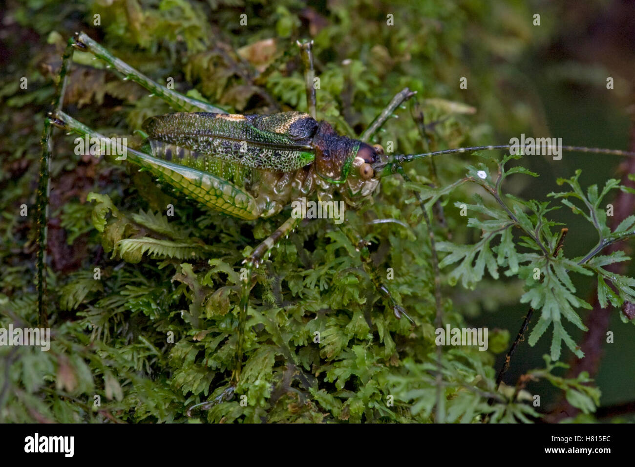 Katydid (Tettigoniidae) camouflaged on moss, newly discovered species ...