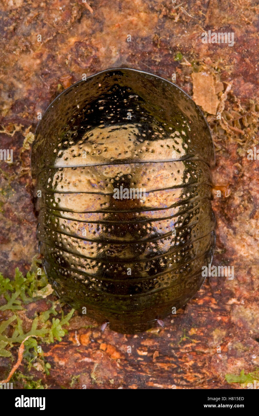 Ball Cockroach (Perisphaerus sp), Muller Range, Papua New Guinea Stock ...