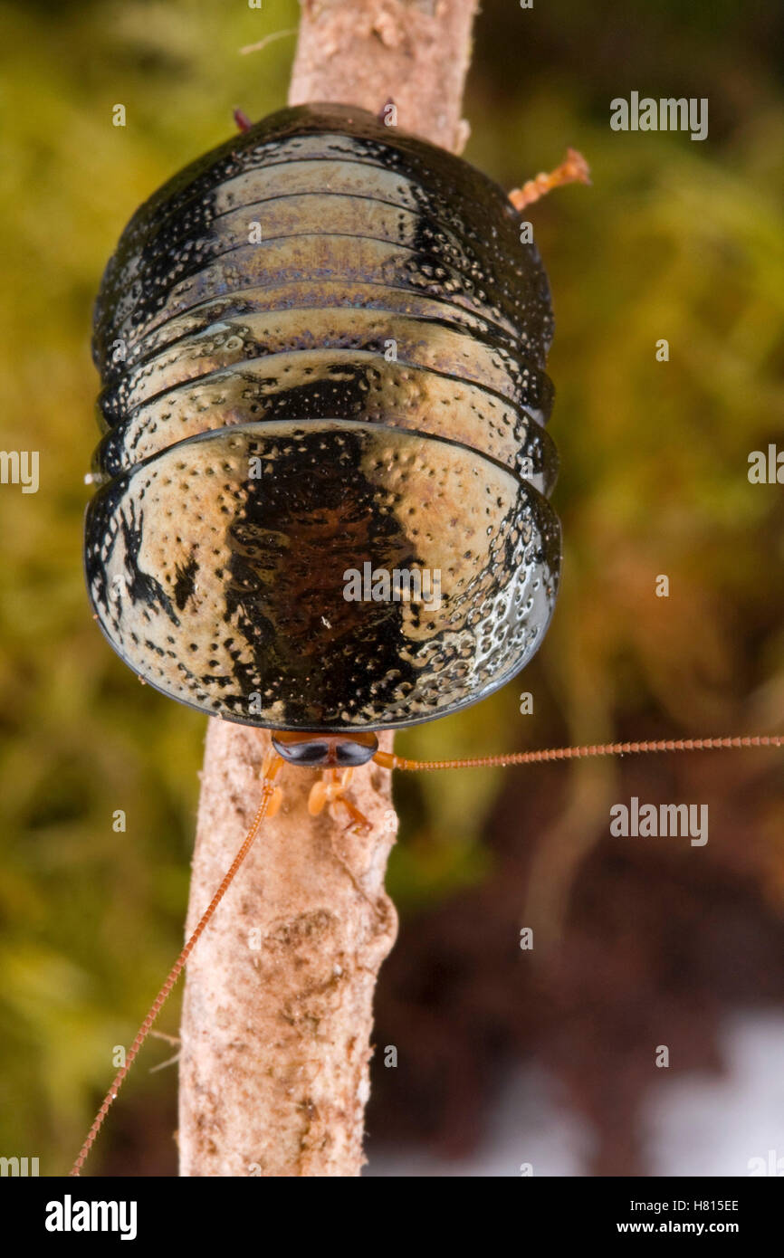 Ball Cockroach (Perisphaerus sp), Muller Range, Papua New Guinea Stock ...
