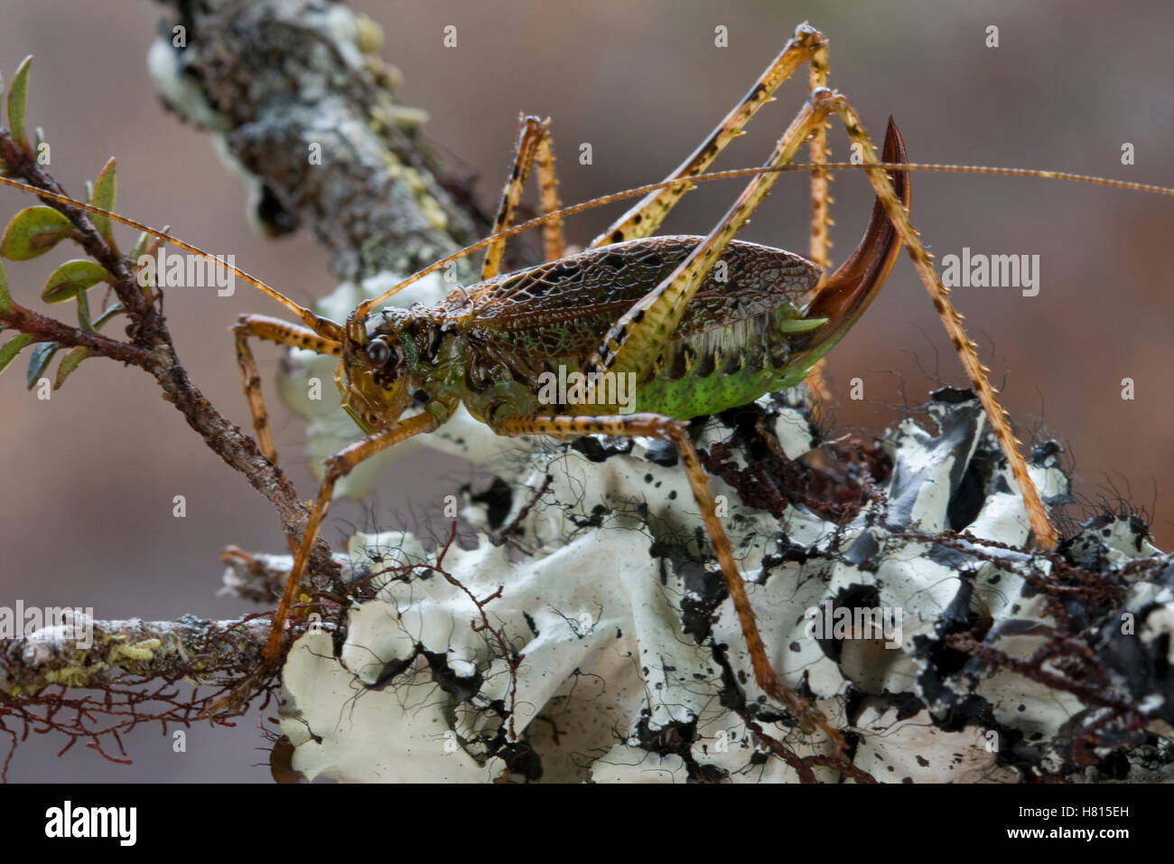 Katydid (Tettigoniidae), newly discovered species, Muller Range, Papua ...
