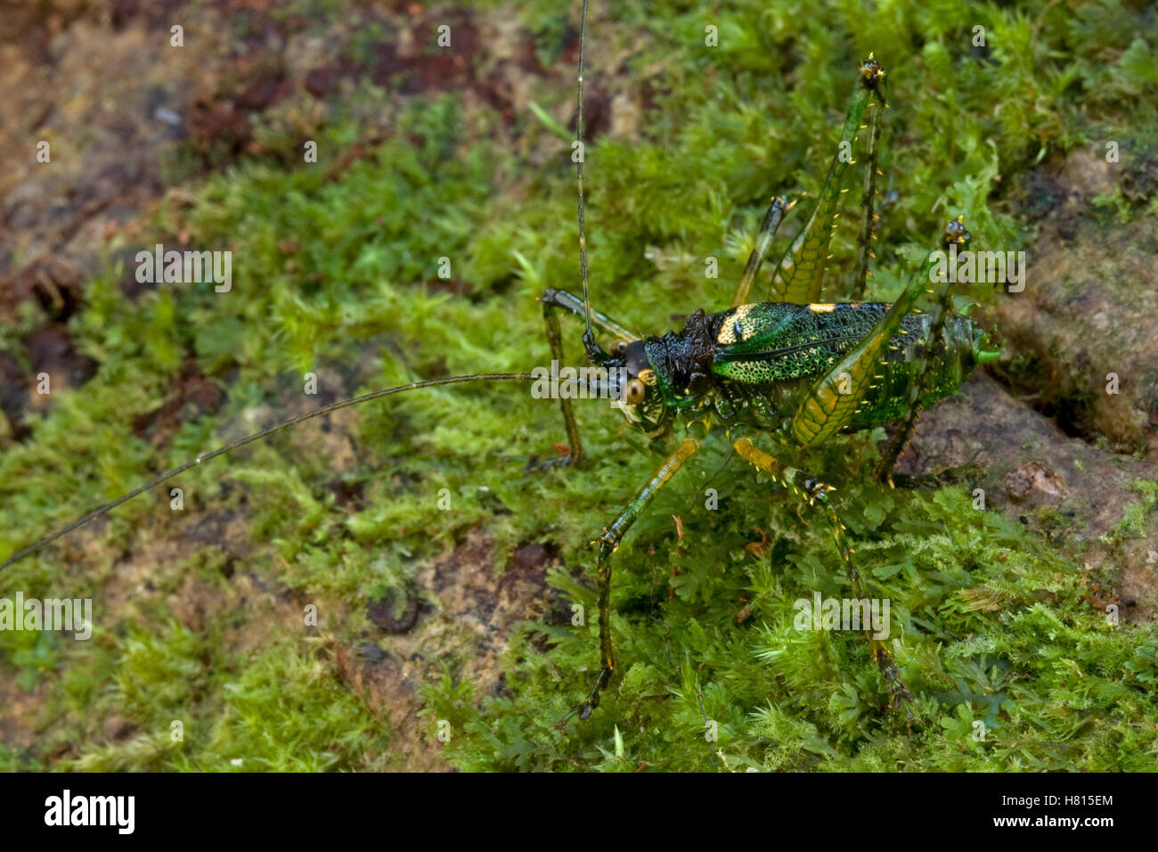 Katydid (Tettigoniidae) camouflaged on moss, newly discovered species ...