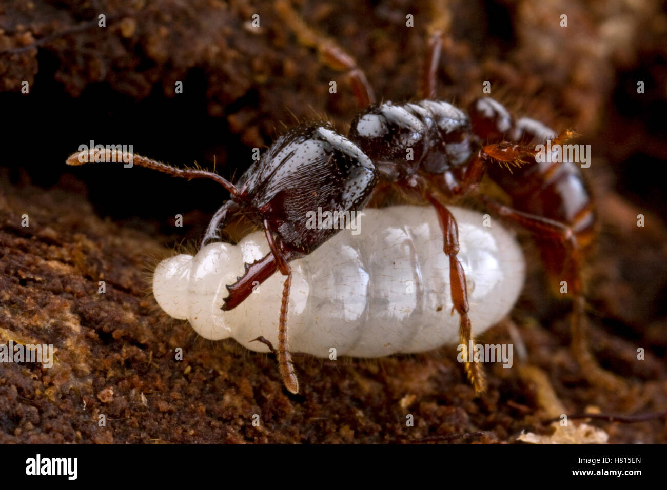 Dracula Ant (Amblyopone sp) worker puncturing the skin of a larva to ...