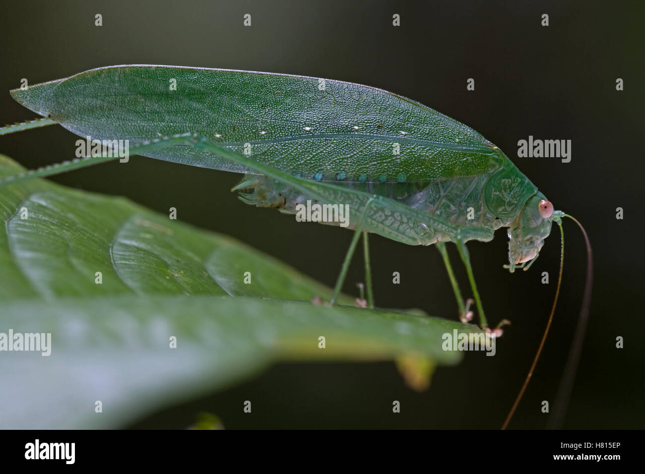 Katydid (Caedicia sp), Muller Range, Papua New Guinea Stock Photo - Alamy