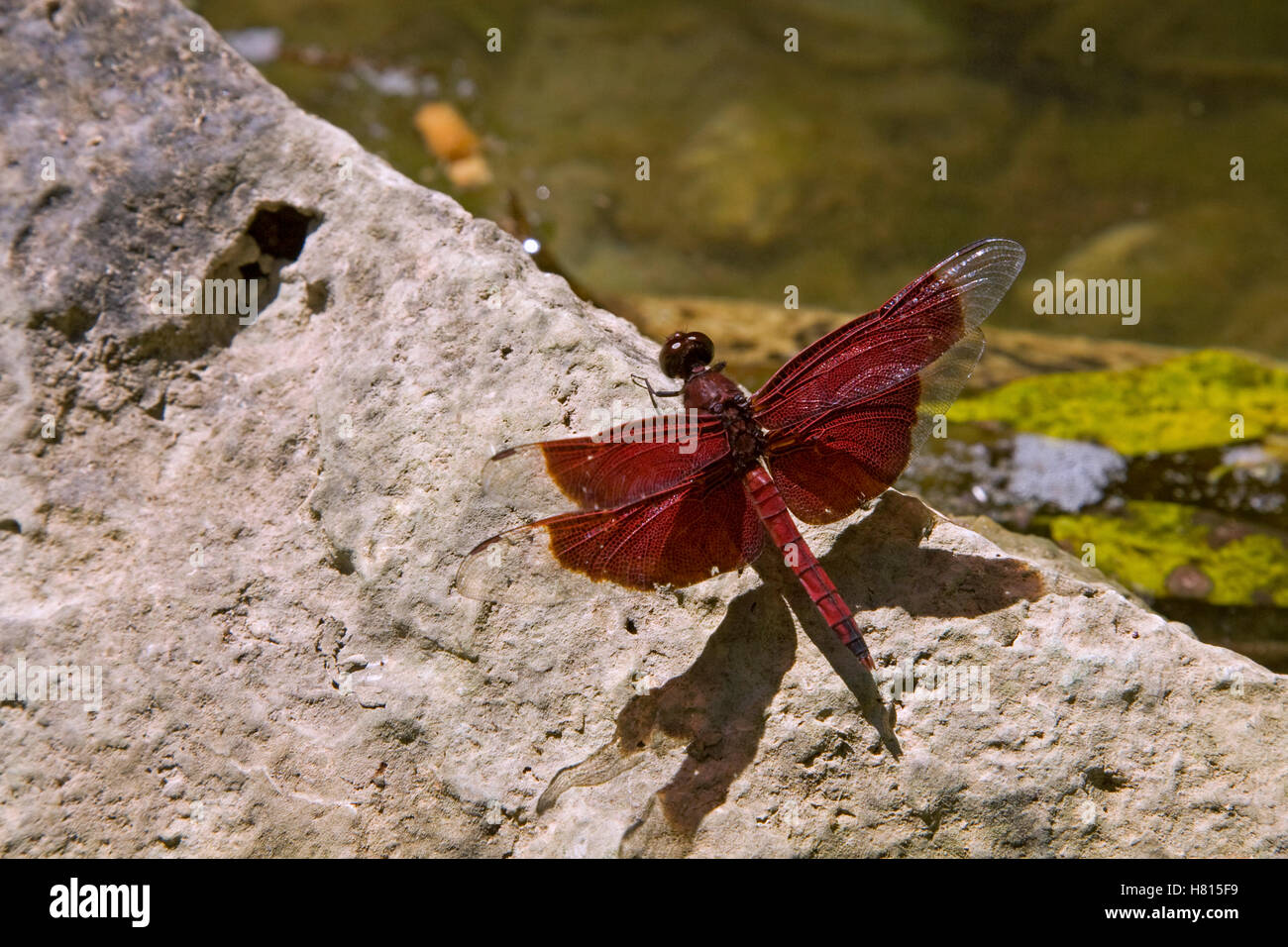 Dragonfly (Neurothemis stigmatizans), New Britain, Papua New Guinea ...