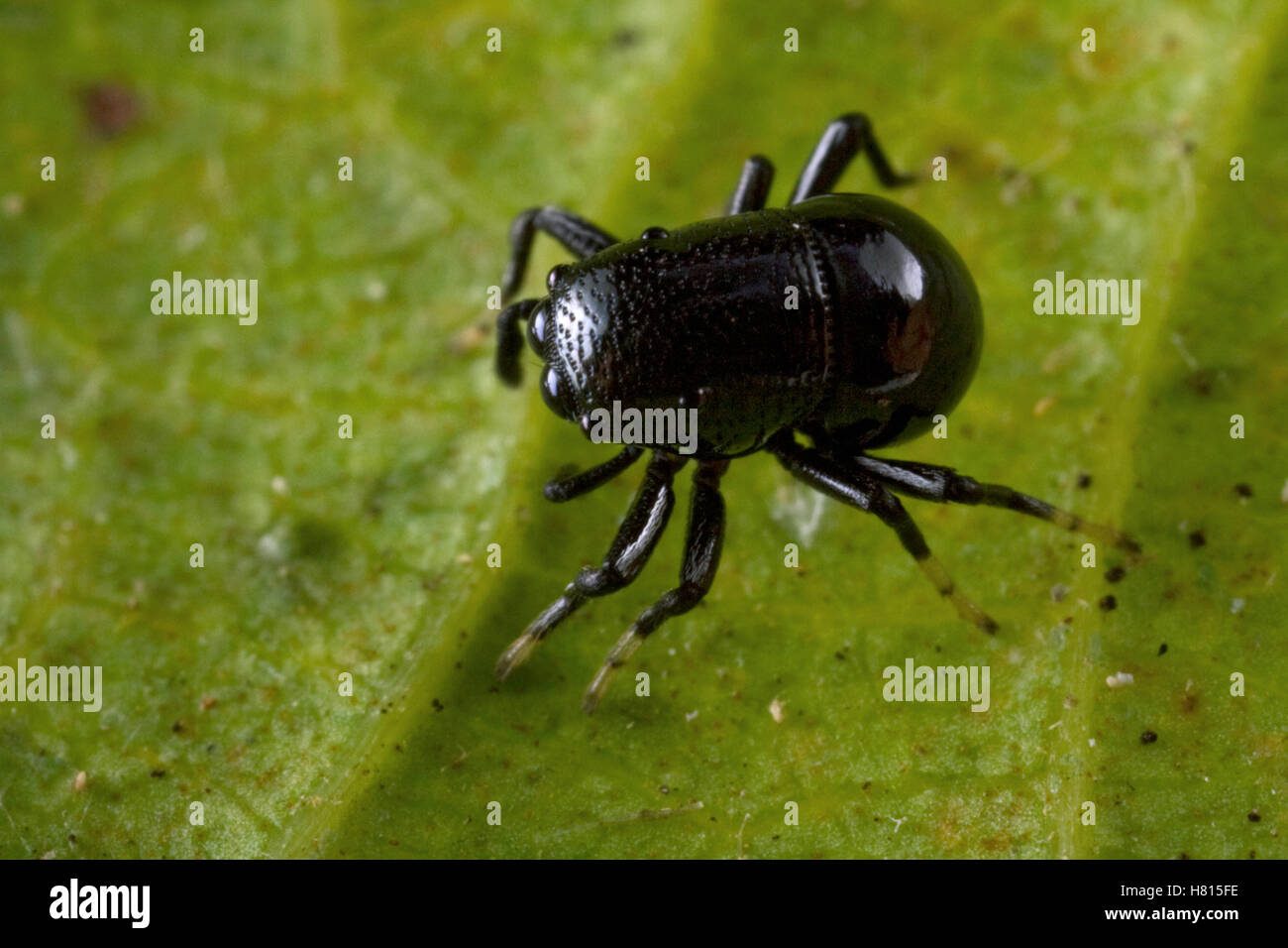 Beetle-mimicking Jumping Spider (Coccorchestes sp), New Britain, Papua ...