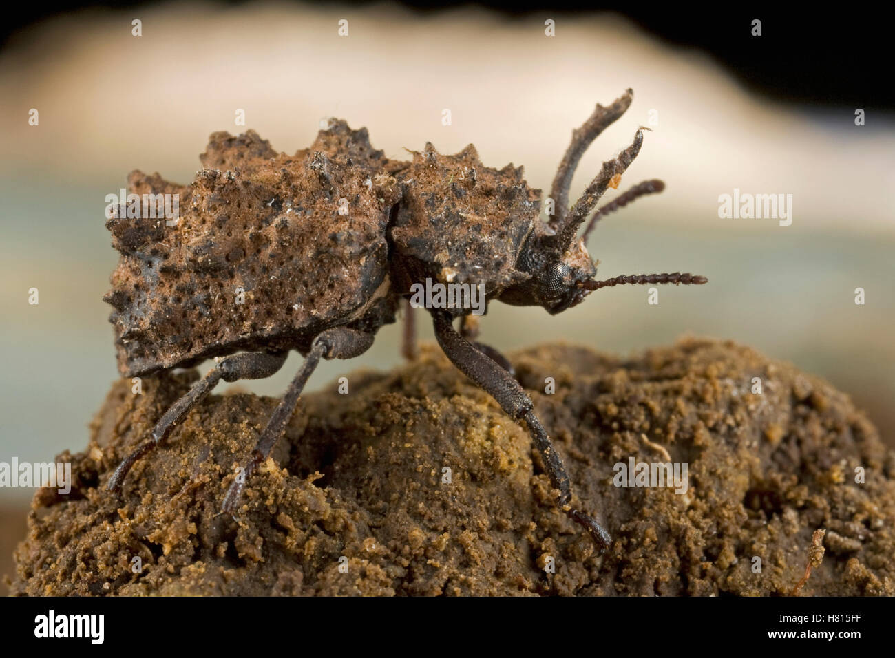 Hide Beetle (Trogidae), New Britain, Papua New Guinea Stock Photo - Alamy