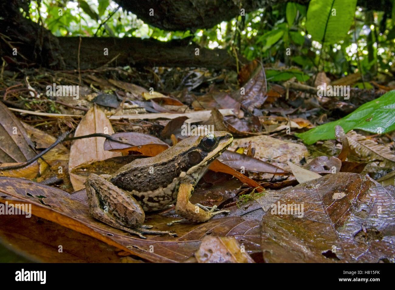 Tree Frog (Rana sp) camouflaged in leaf litter, New Britain, Papua New ...
