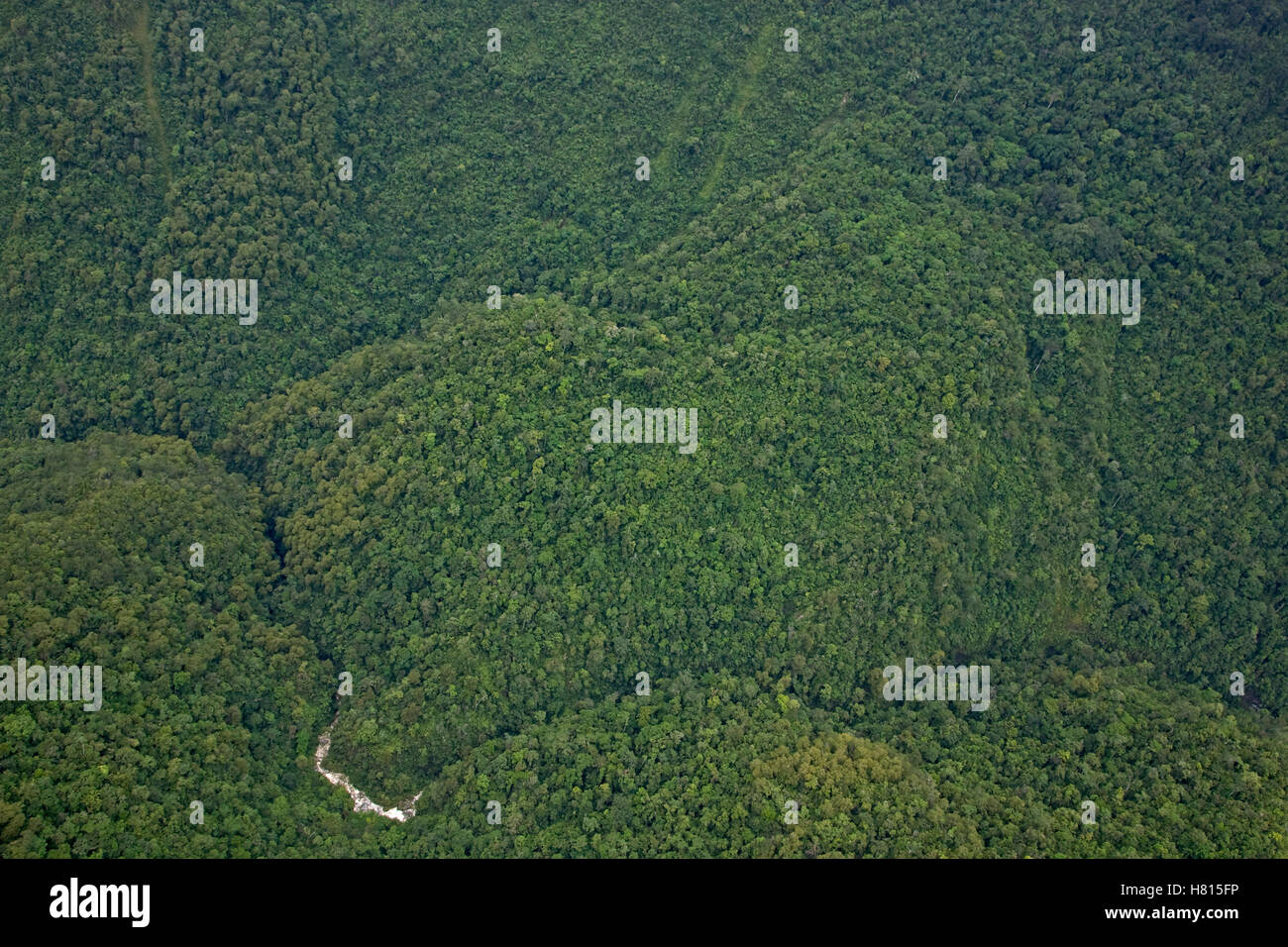 Rainforest, Nakanai Mountains, New Britain, Papua New Guinea Stock ...