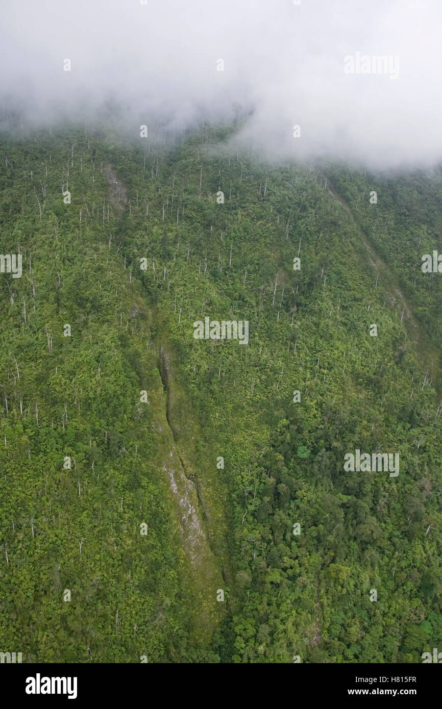 Rainforest on mountain, Nakanai Mountains, New Britain, Papua New ...