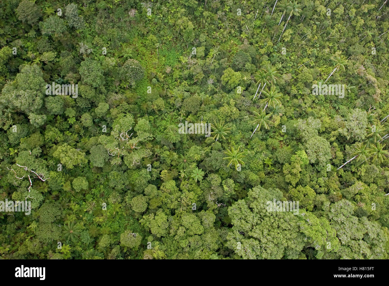 Rainforest, Nakanai Mountains, New Britain, Papua New Guinea Stock ...
