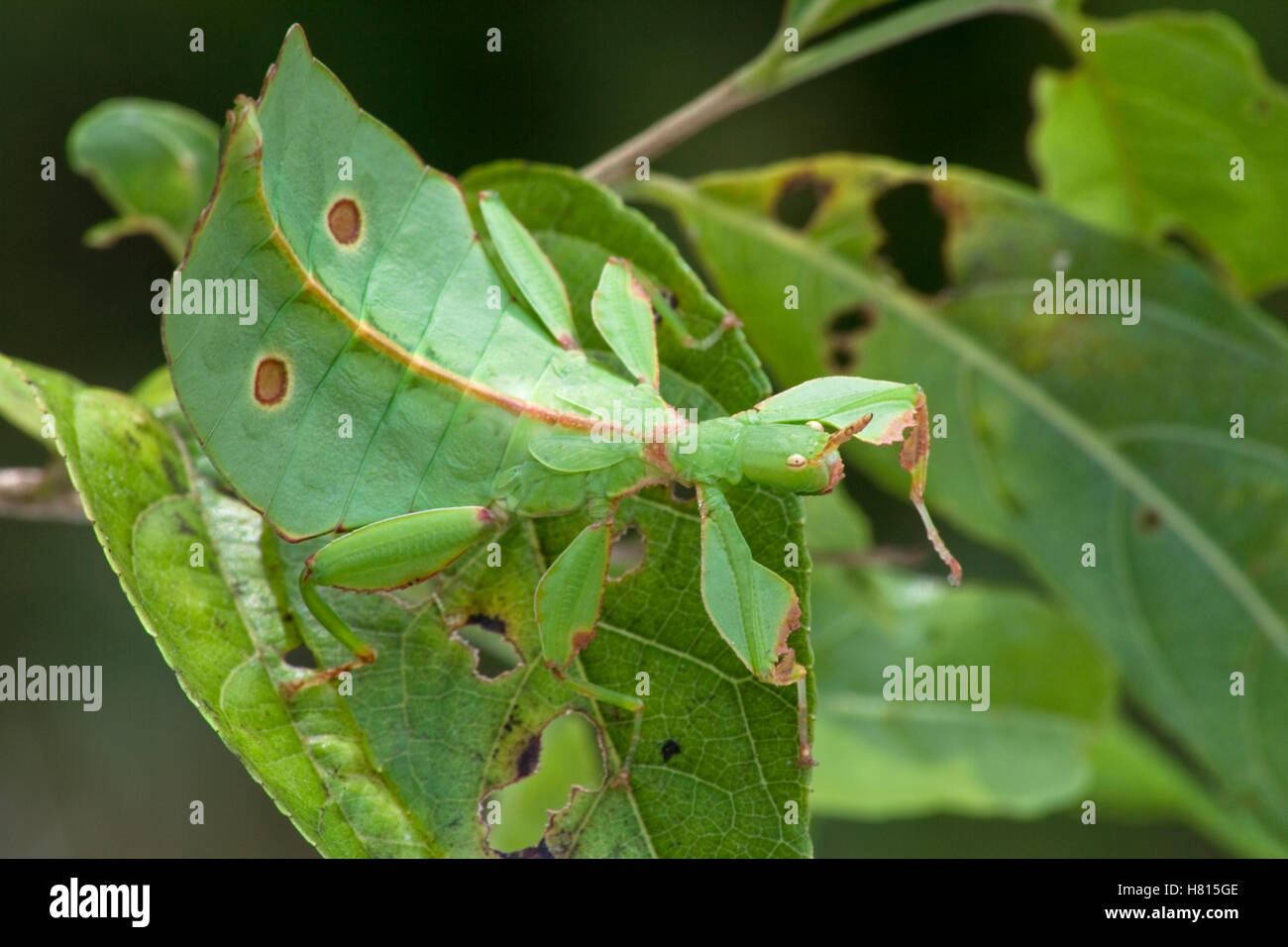 Leaf Insect (Phyllium sp) leaf mimic, New Britain, Papua New Guinea ...