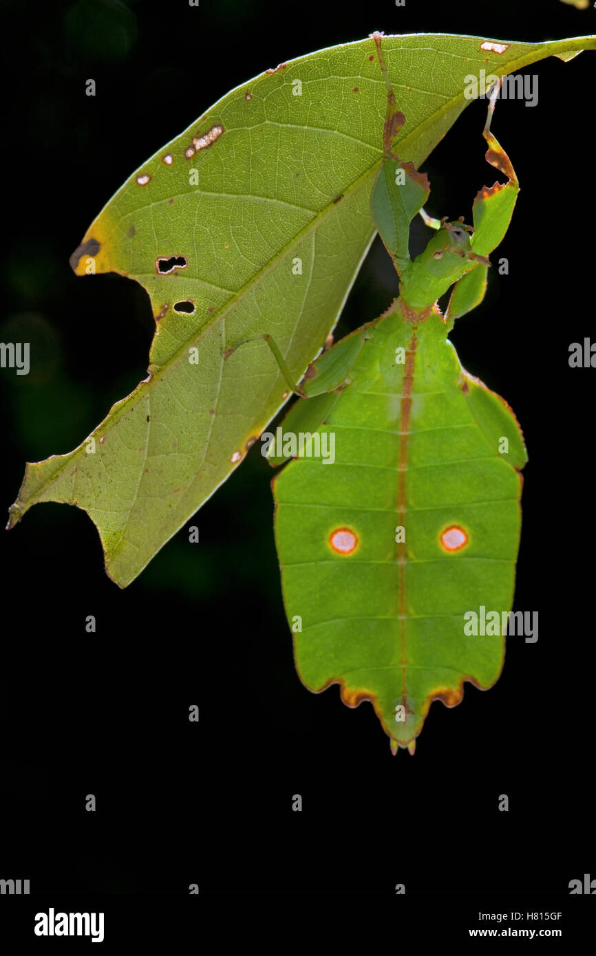 Leaf Insect (Phyllium sp) mimicking leaf, New Britain, Papua New Guinea ...