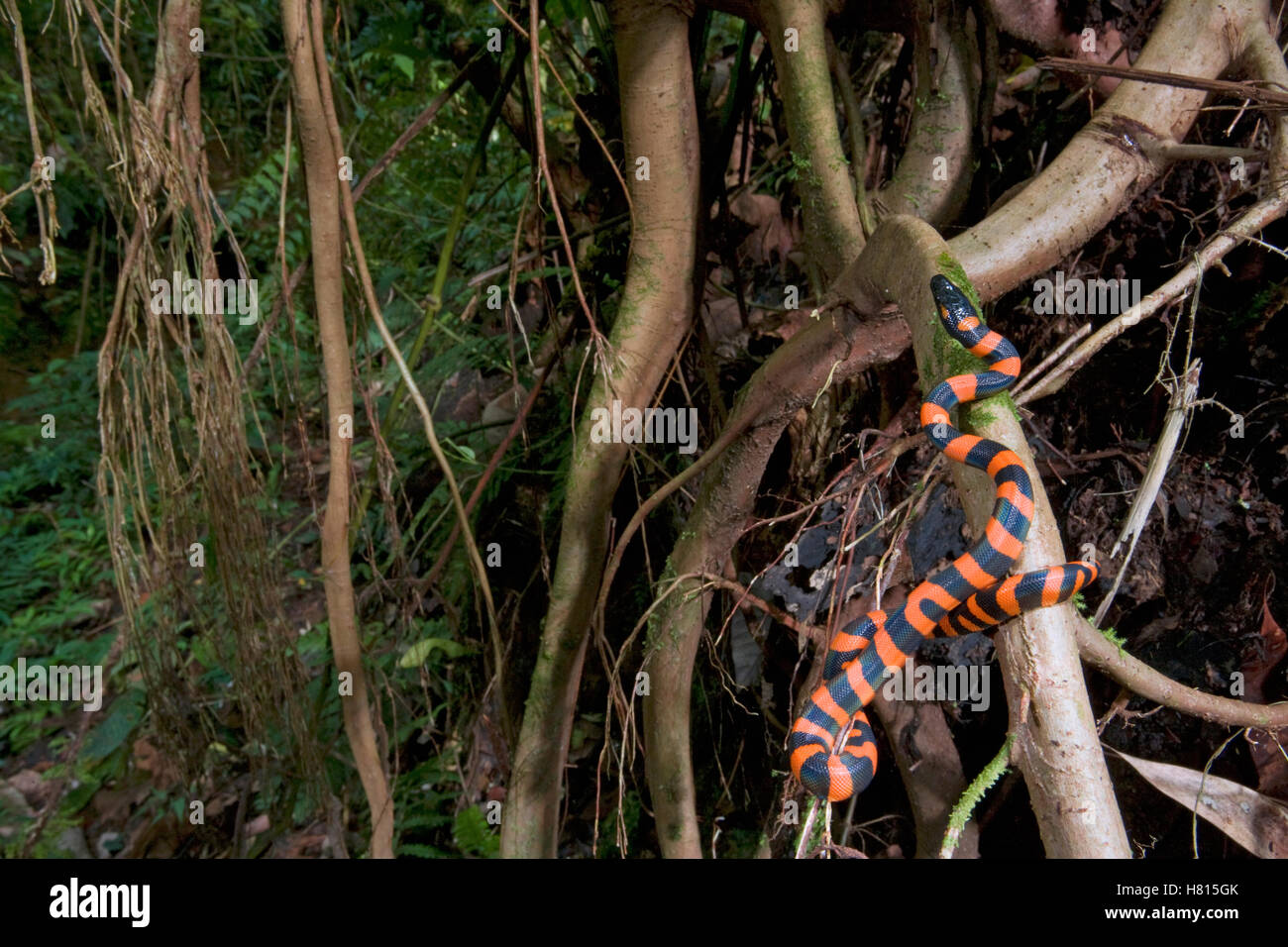 Bismarck Ringed Python (Liasis boa) juvenile in rainforest, New Britain ...