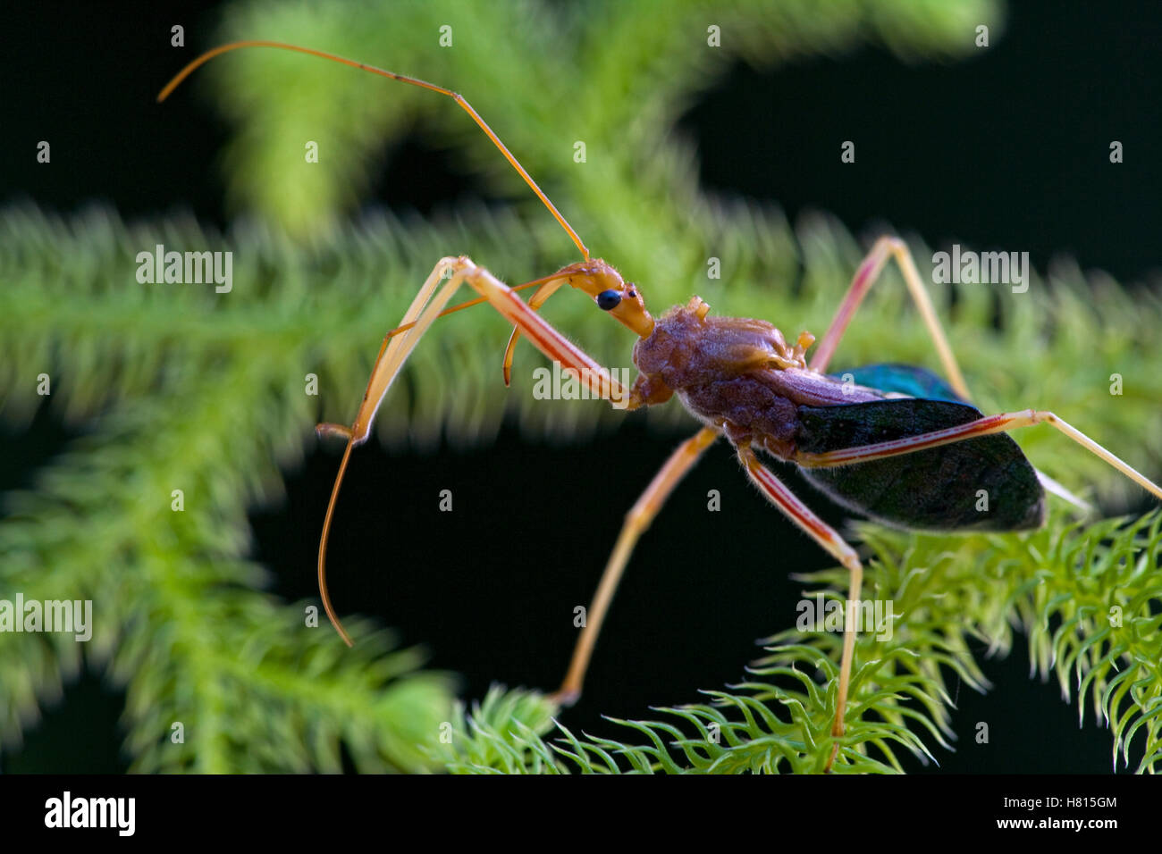 Assassin Bug (Reduviidae), New Britain, Papua New Guinea Stock Photo ...