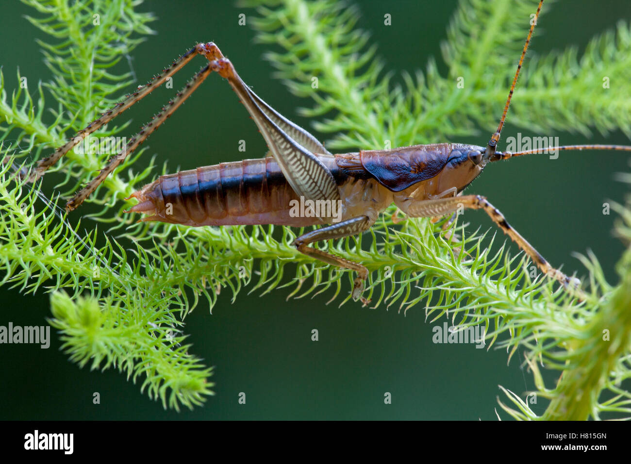 Nakanai Mountains Katydid (Anthracites nakanaiensis), New Britain ...