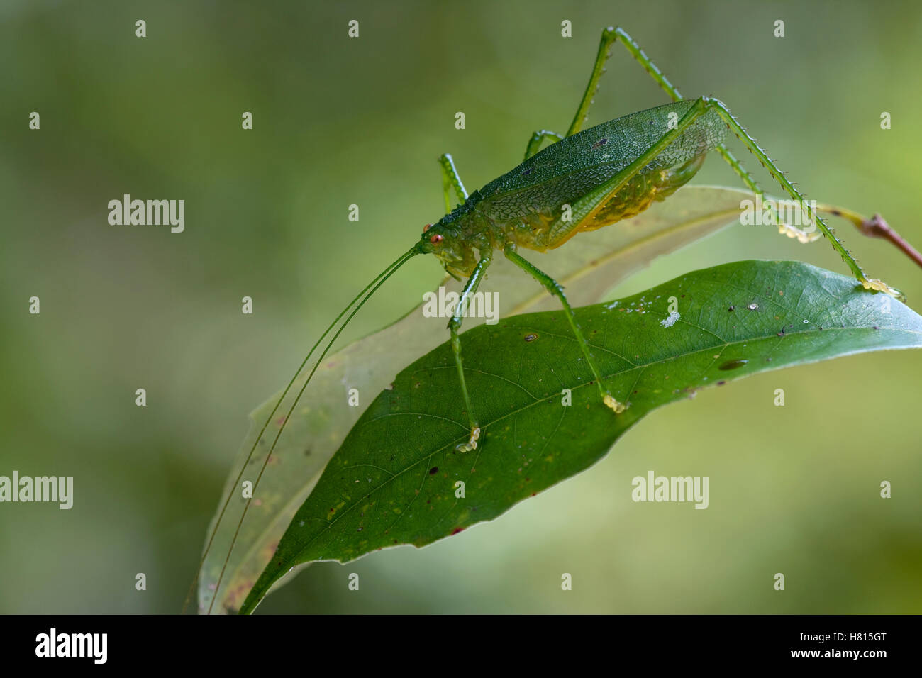 Katydid (Phrictaetypus viridis), New Britain, Papua New Guinea Stock ...