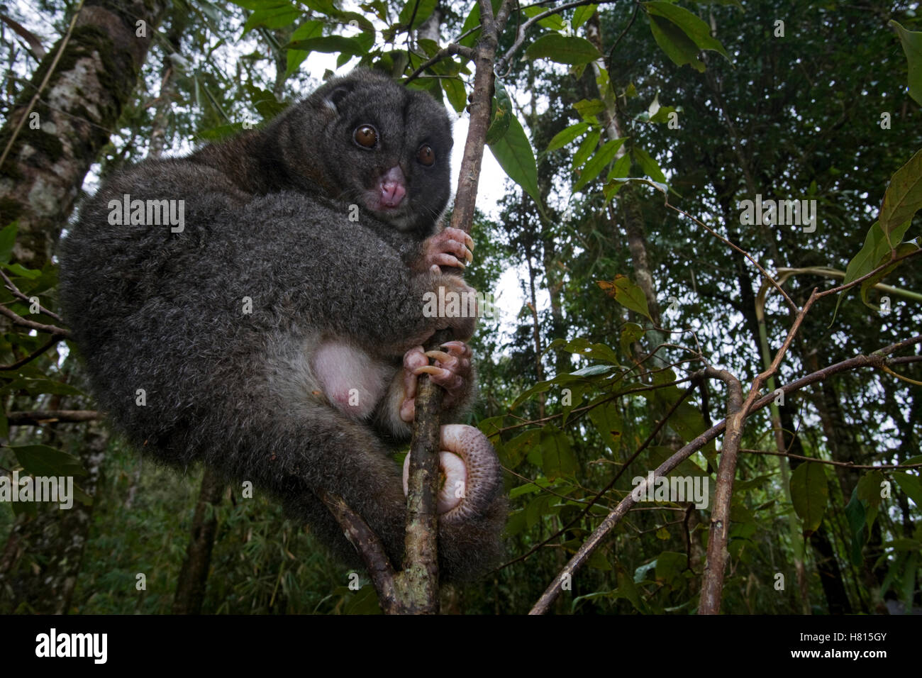 Common Cuscus (Phalanger orientalis) in rainforest, New Britain, Papua ...