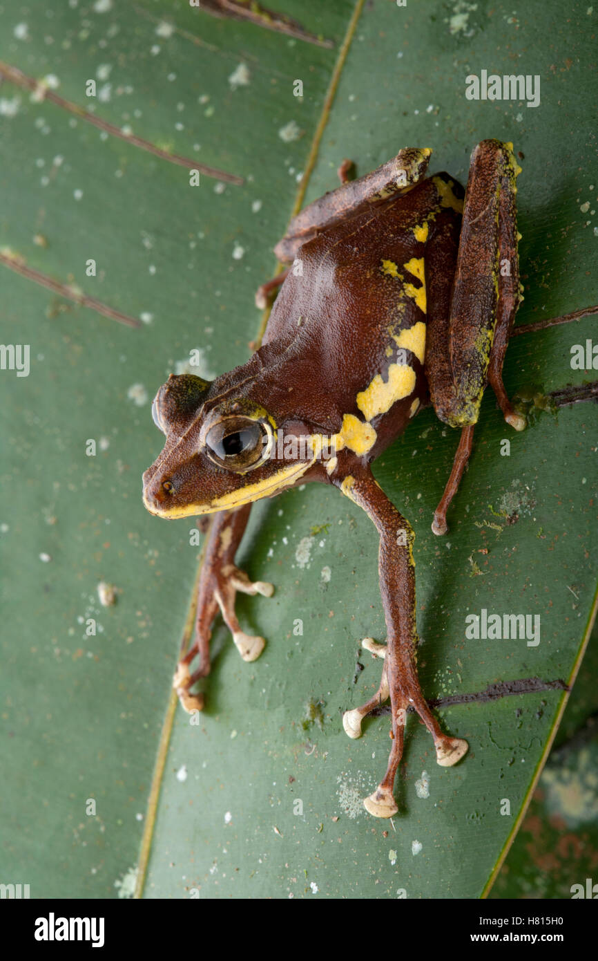 Ground Frog (Platymantis sp), newly discovered species, Nakanai ...