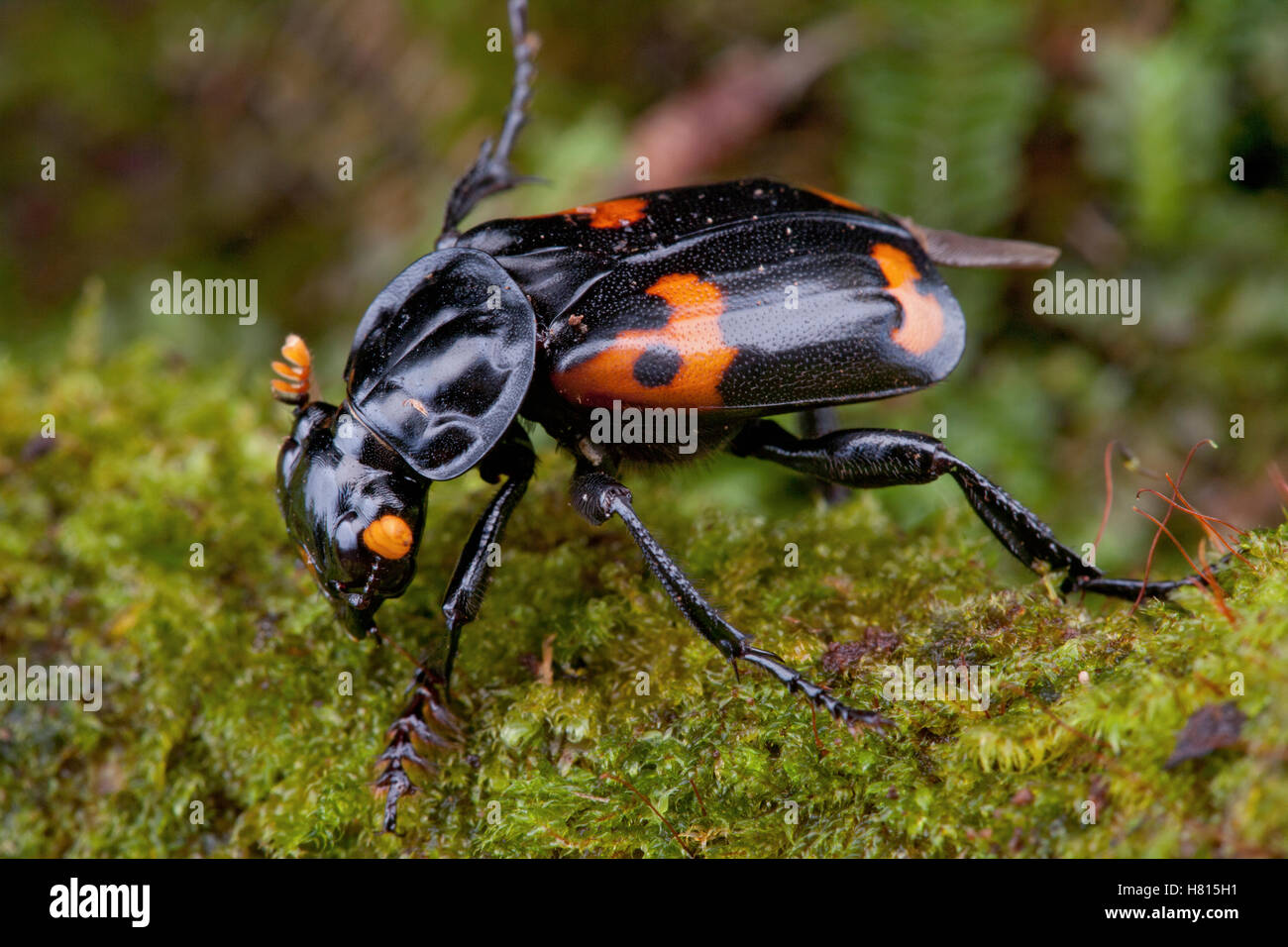 Sexton Beetle (Nicrophorus sp) with aposematic coloration, Nakanai ...