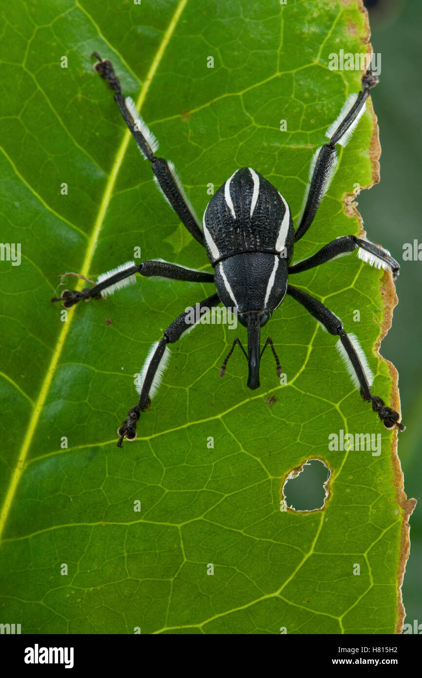 Spider Weevil (Arachnobas granulpennis), Nakanai Mountains, New Britain ...