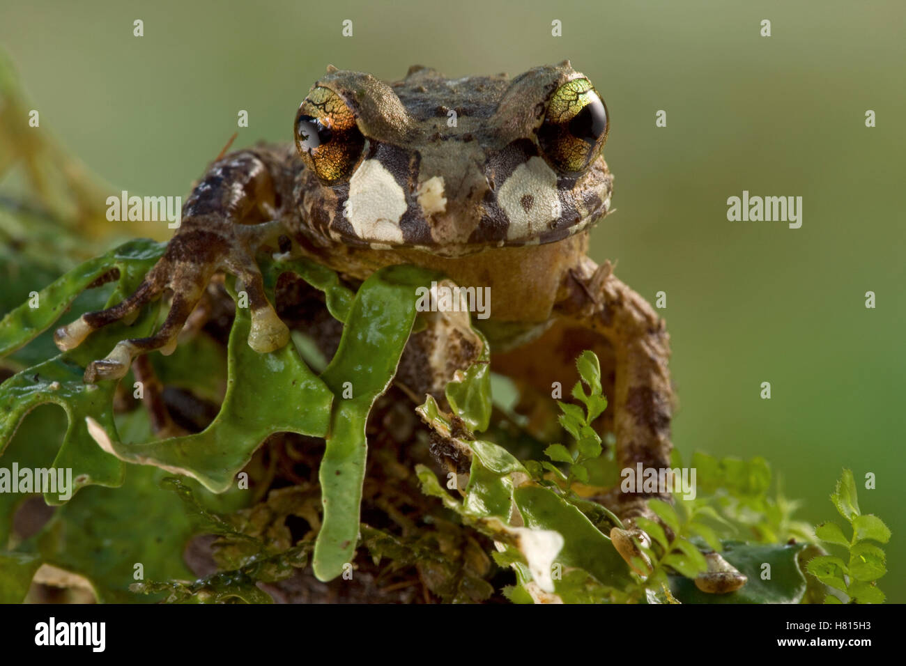 Ground Frog (Platymantis nakanaiorum), Nakanai Mountains, New Britain ...