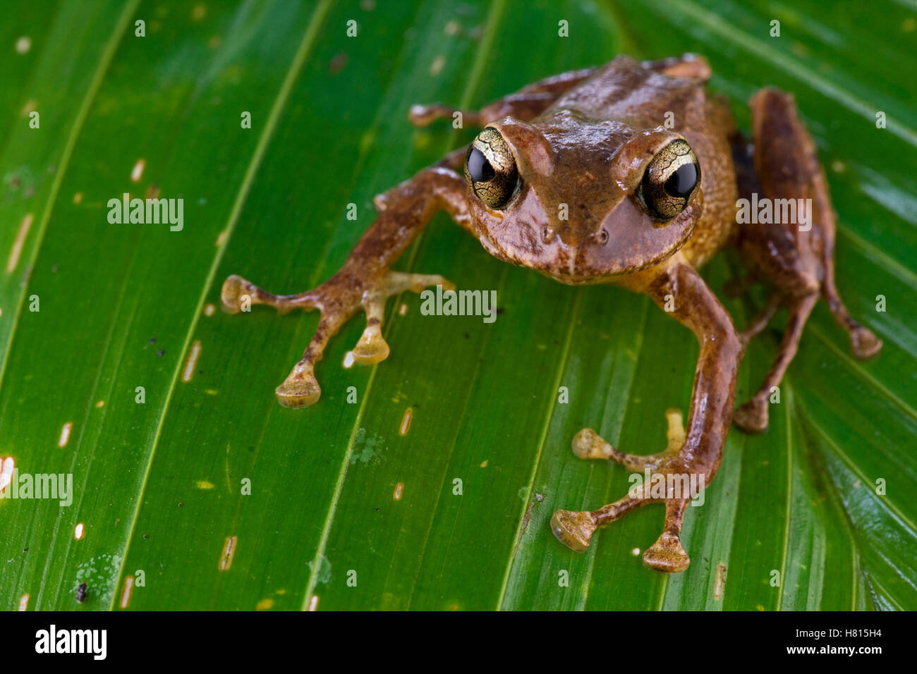 Nakanai hi-res stock photography and images - Alamy