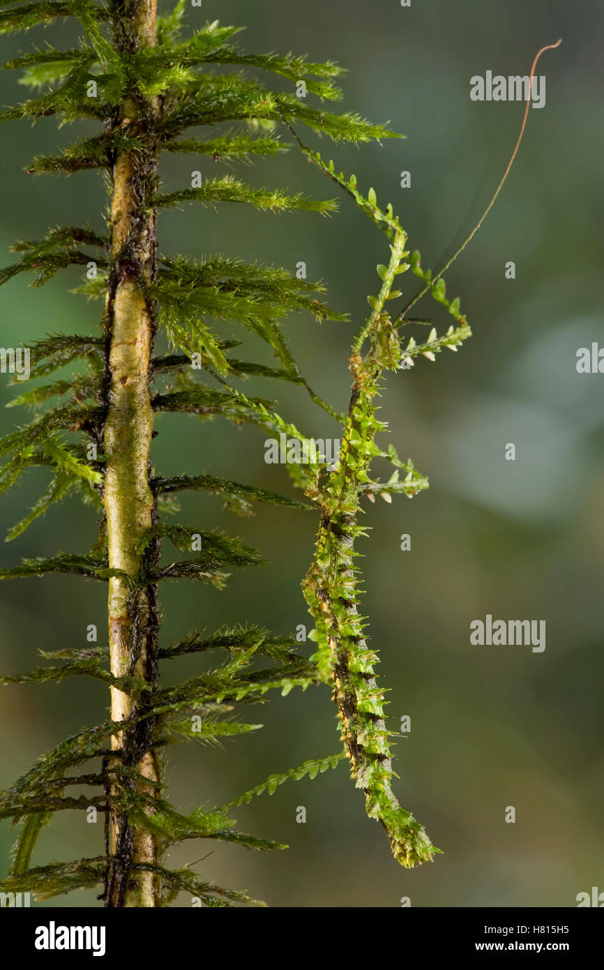 Stick Insect (Oreophasma sp), Nakanai Mountains, New Britain, Papua New ...