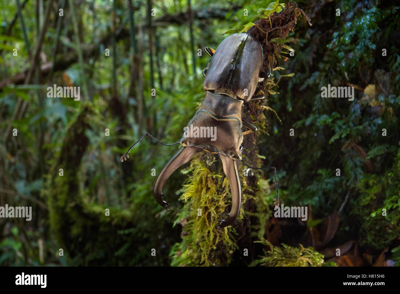 Stag Beetle (Cyclommatus eximius) in rainforest, Nakanai Mountains, New ...