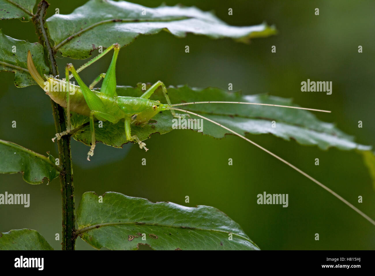 Nakanai Mountains Katydid (Anthracites nakanaiensis) nymph of newly ...