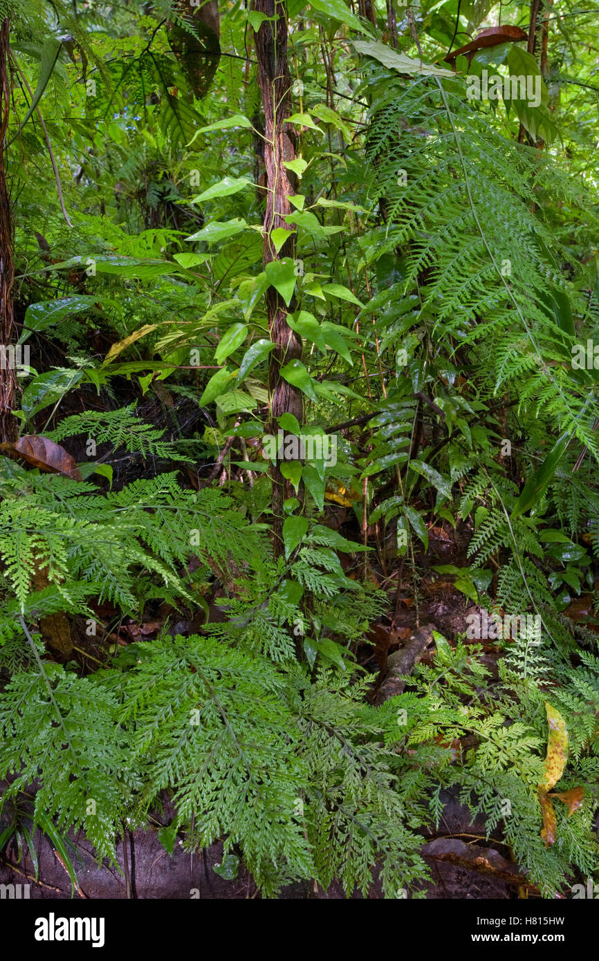 Dense fern cover in undergrowth of lowland rainforest, New Britain ...
