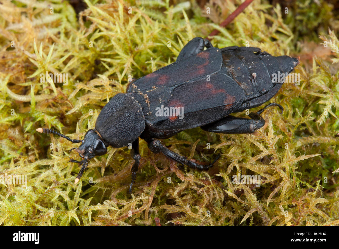 Burying Beetle (Diamesus osculans), Muller Range, Papua New Guinea ...