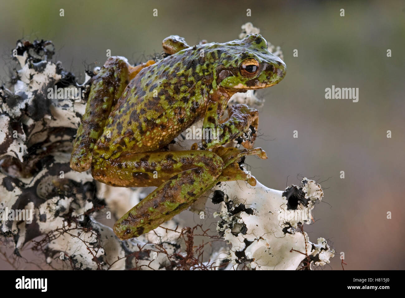 Beck's Tree Frog (Litoria becki), Muller Range, Papua New Guinea Stock ...