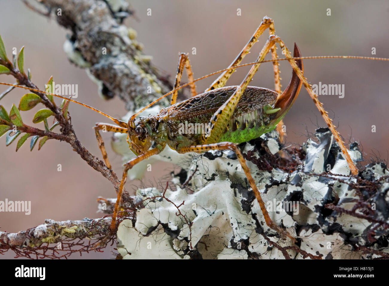 Katydid (Tettigoniidae), newly discovered species, Muller Range, Papua ...