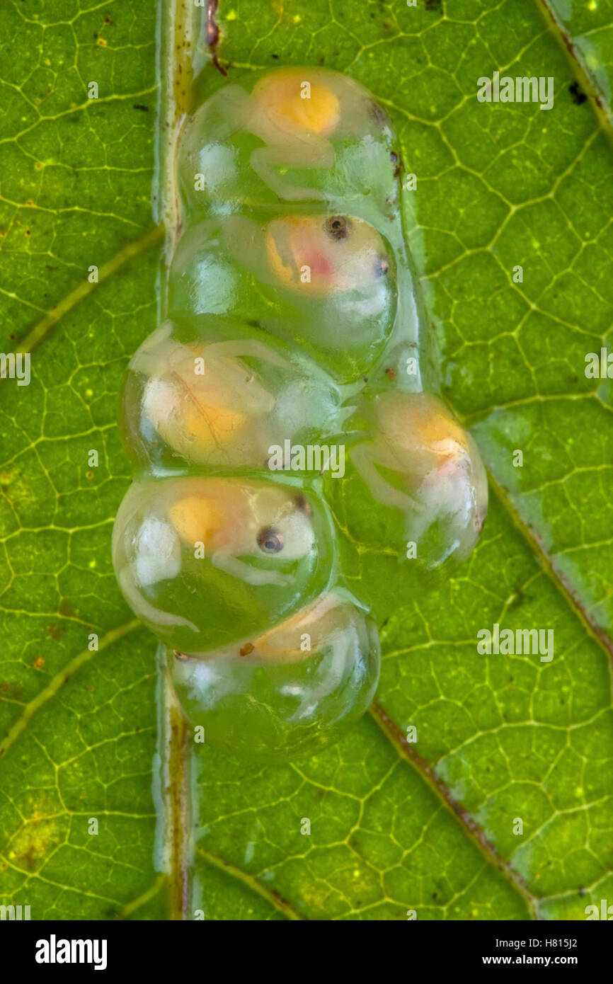Microhylid Frog (Oreophryne sp) eggs of newly discovered species ...