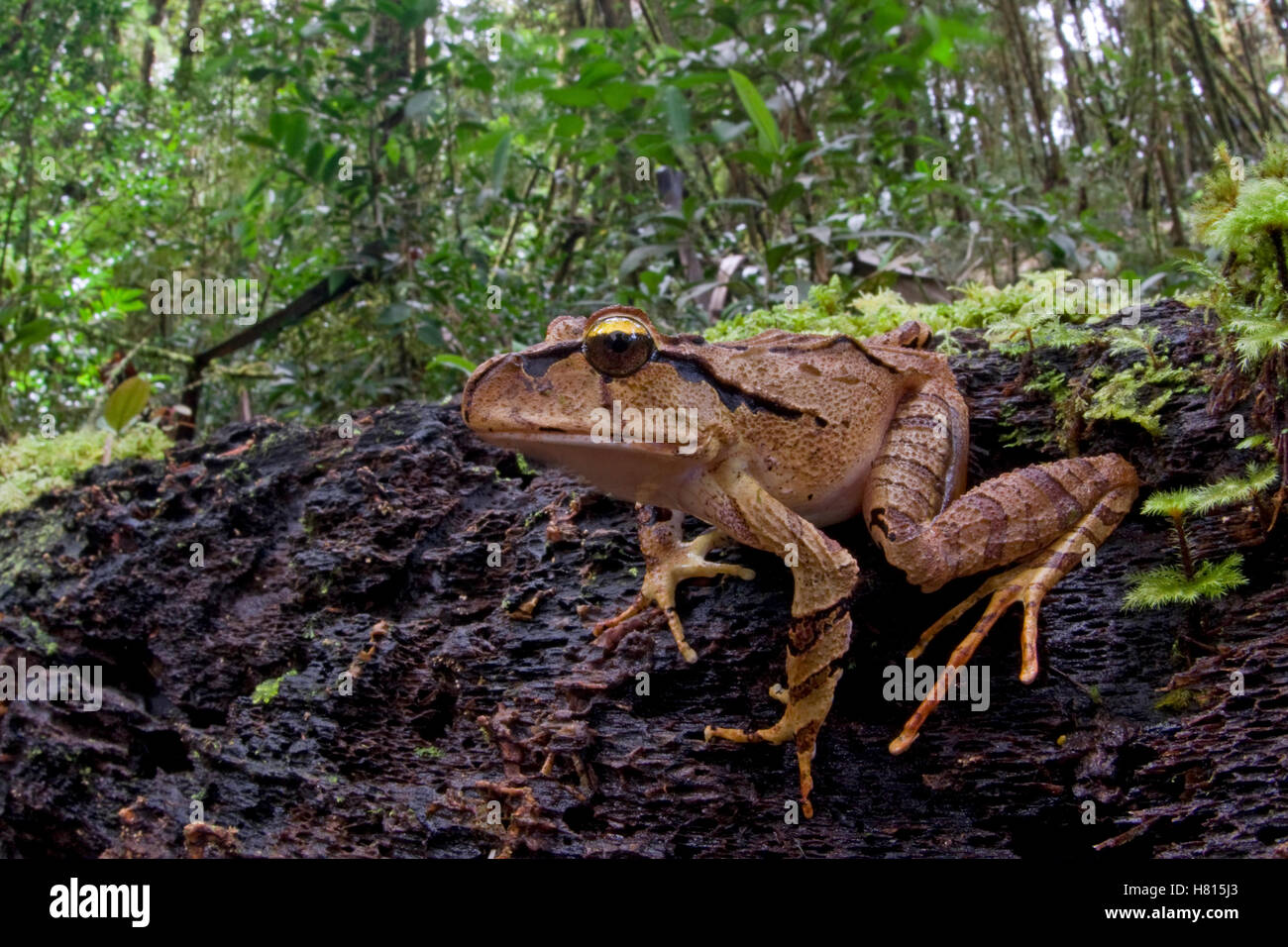 Australian Ground Frog (Lechriodus aganoposis) in rainforest, Muller ...