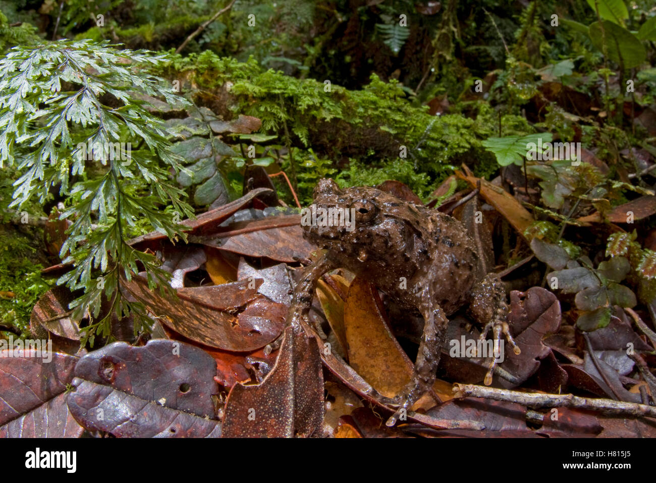 Microhylid Frog (Asterophrys sp) camouflaged in leaf litter, newly ...