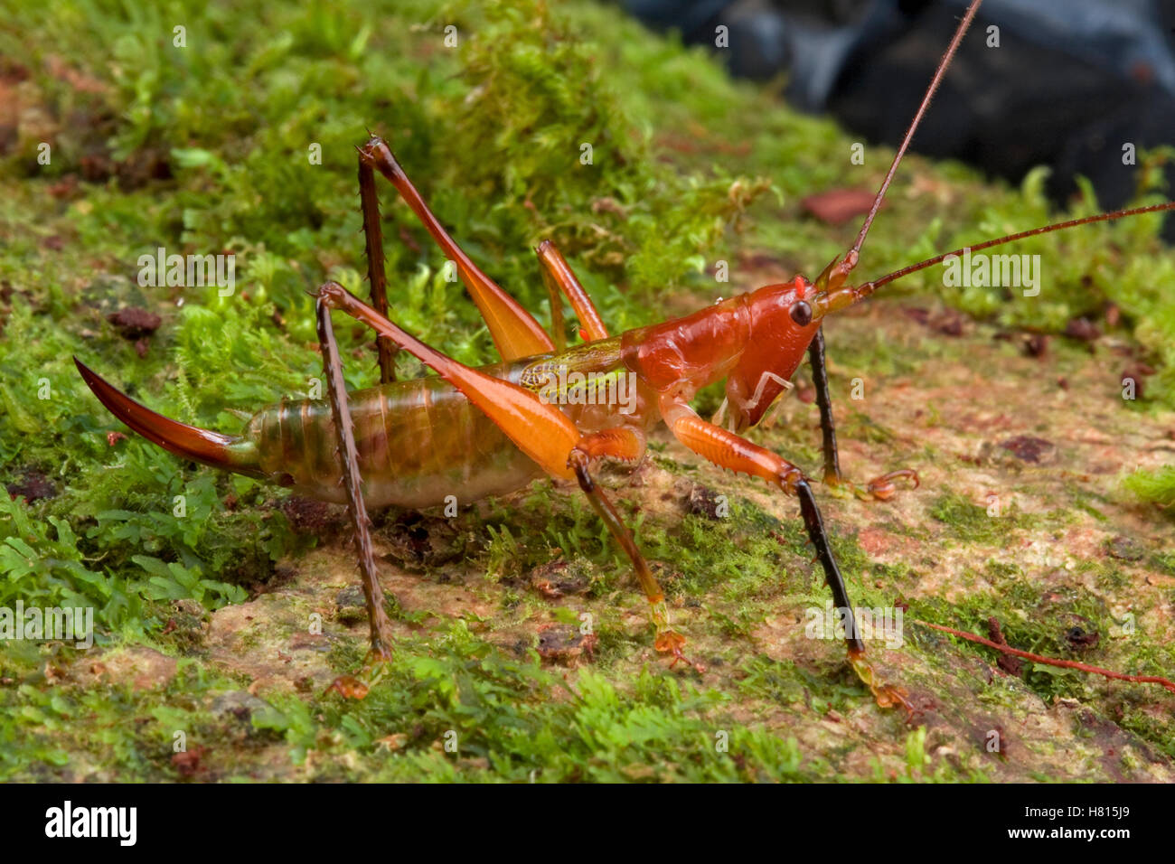 Katydid (Microsalomona brachyptera), newly discovered species, Muller ...