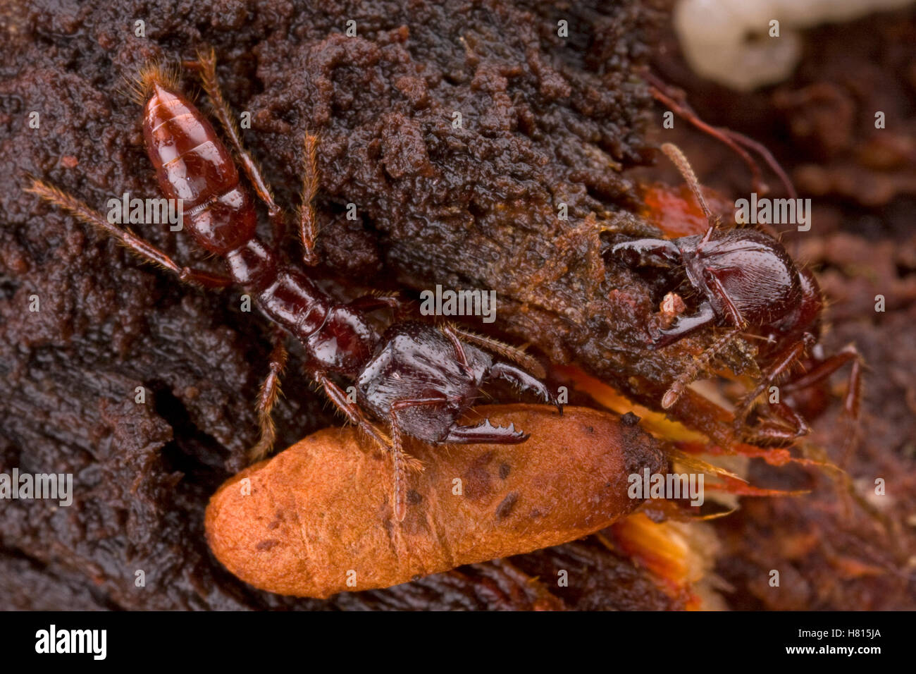 Dracula Ant (Amblyopone sp) pair, Muller Range, Papua New Guinea Stock ...