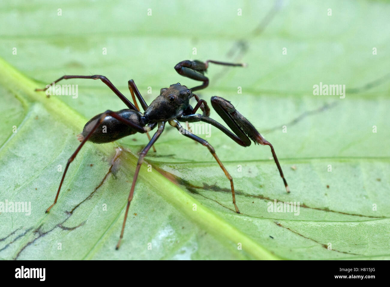 Jumping Spider (Diolenius sp), Muller Range, Papua New Guinea Stock ...