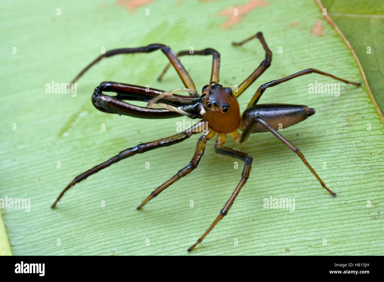 Jumping Spider (Bathippus sp), Muller Range, Papua New Guinea Stock ...