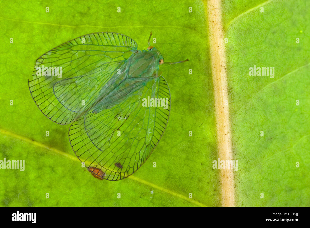 Planthopper (Ricaniidae), Muller Range, Papua New Guinea Stock Photo ...
