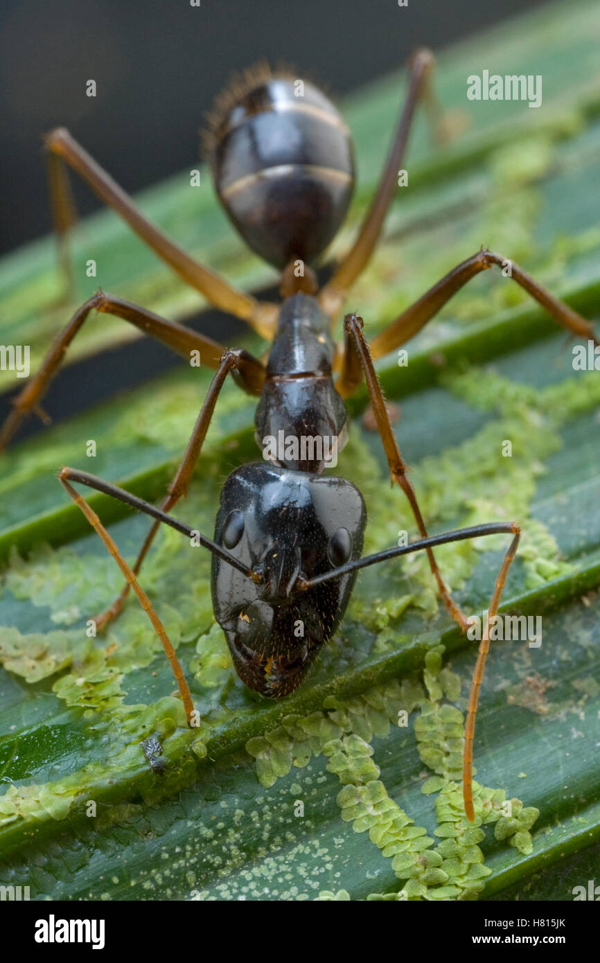Carpenter Ant (Camponotus sp), Muller Range, Papua New Guinea Stock ...