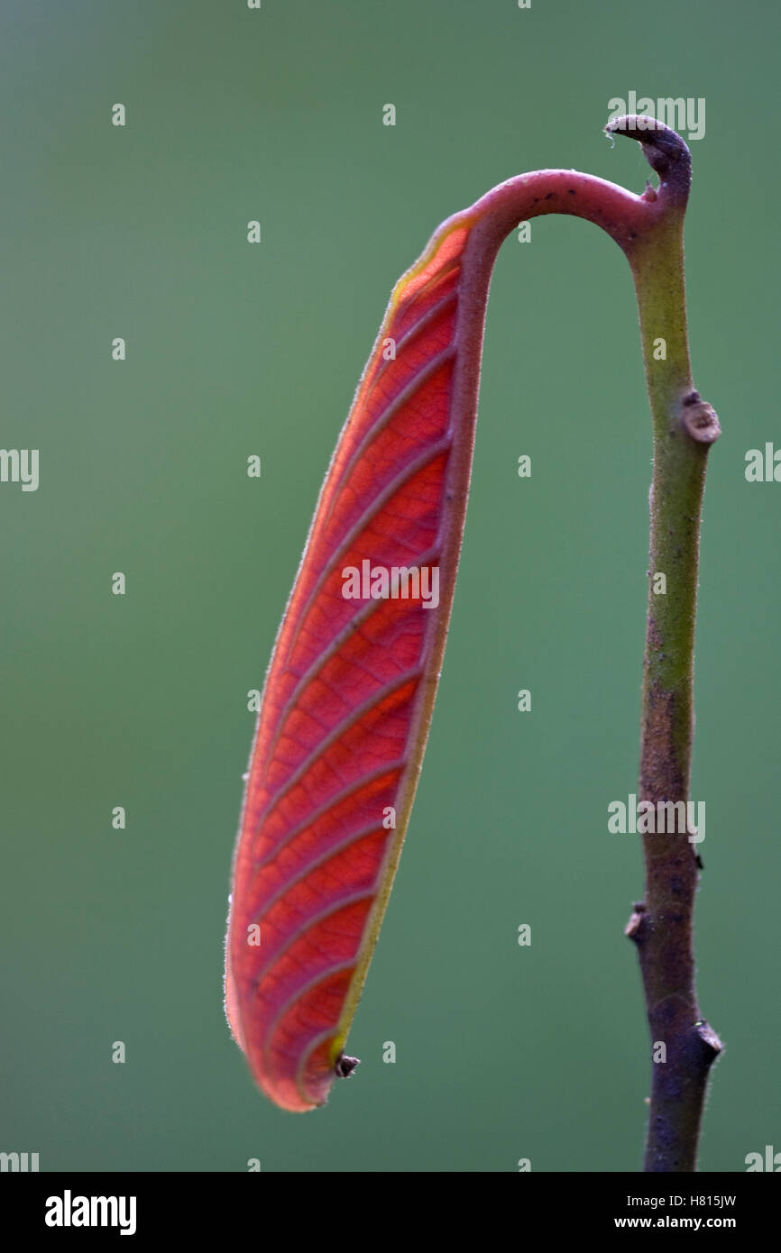 Young leaf still devoid of chlorophyl, Muller Range, Papua New Guinea ...